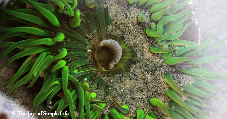 The Joys of Simple Life: Sea Anemone