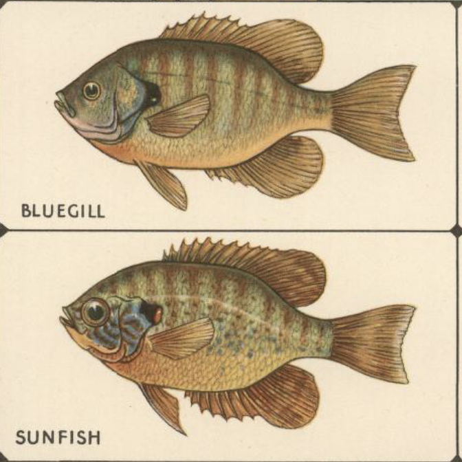 Map of the Week: Big Game Fish
