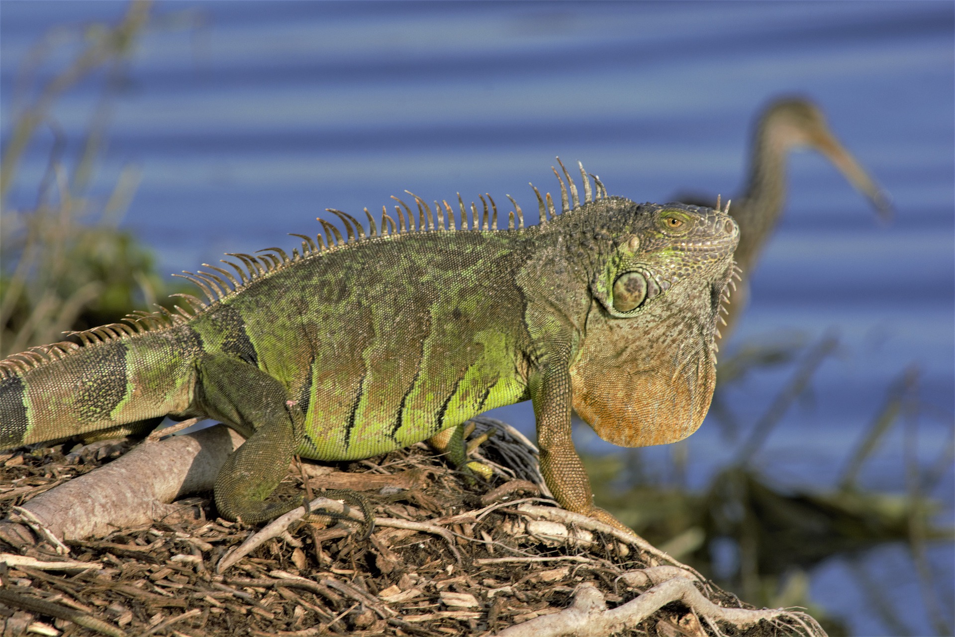 Iguana: Habits, Diet and Other Facts