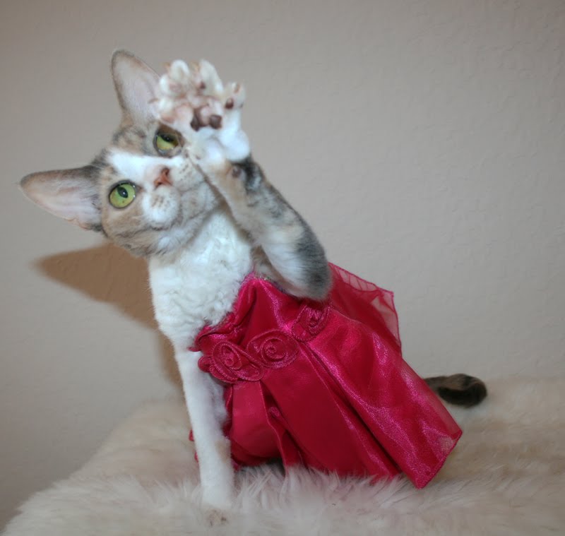 Daisy the Curly Cat: Rosettes!