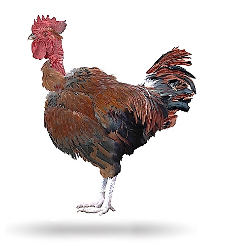 CHIQUIÁN Y SUS AMIGOS / Armando Alvarado Balarezo (Nalo): EL CARIOCO ...