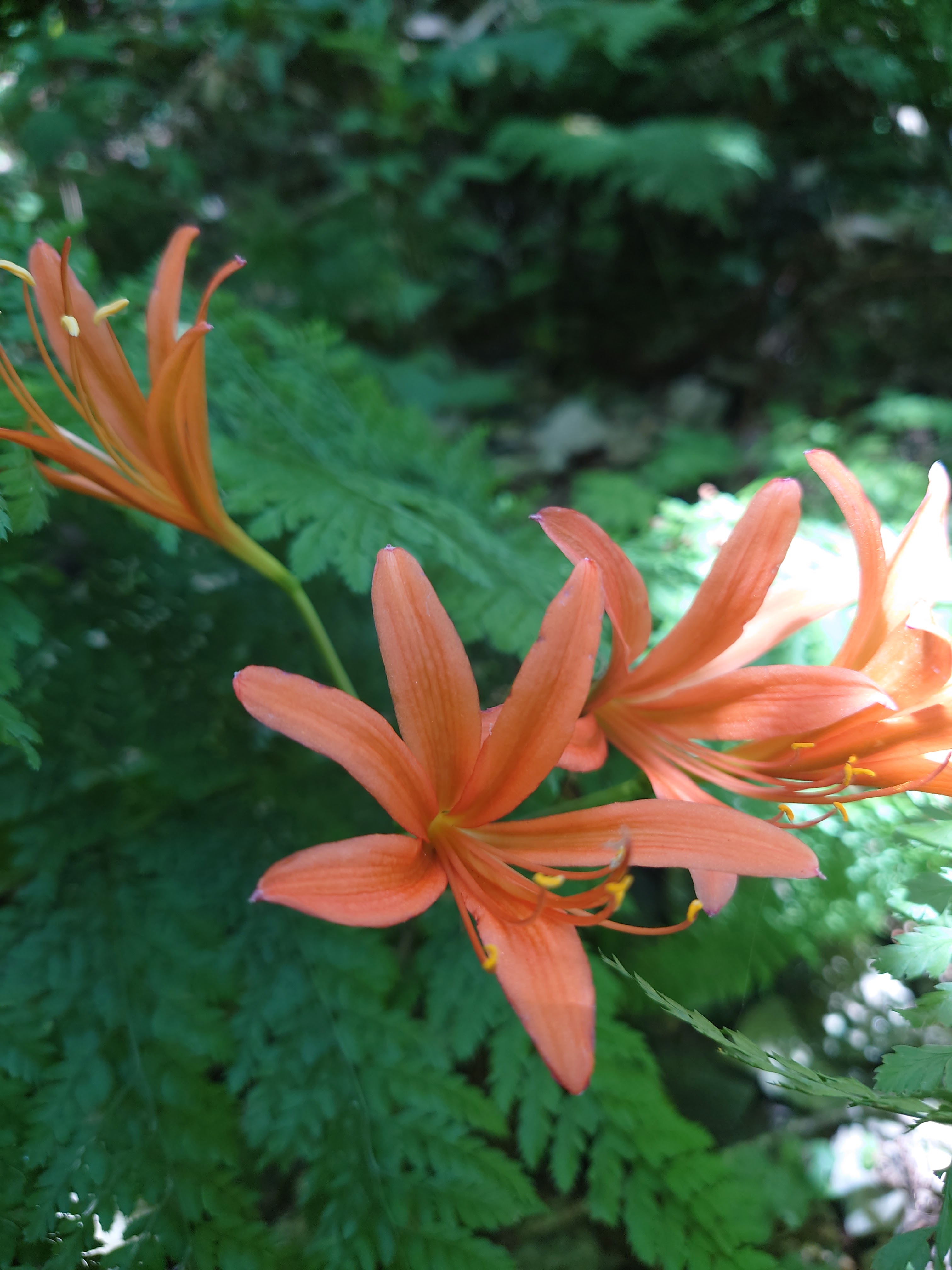 ジェイ山 - Kyushu Hiking: Flower hike: The Surprise hurricane lilies of ...