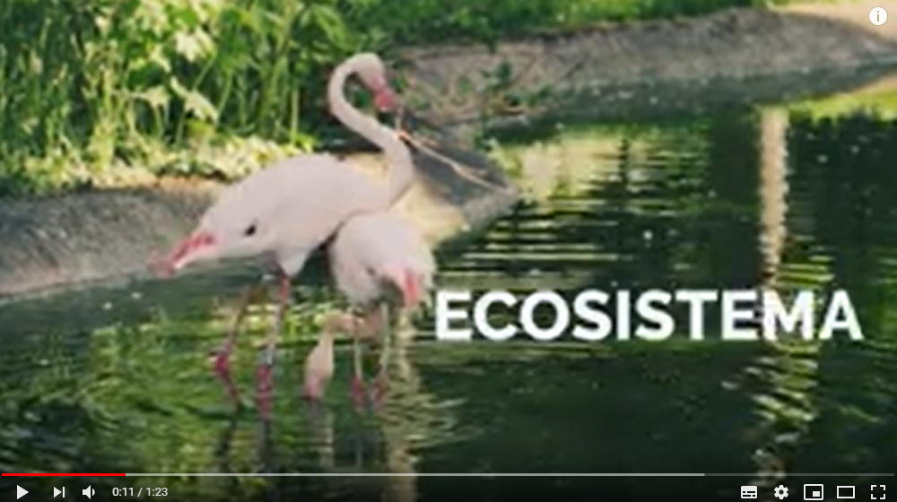 NUESTRO PLANETA ES UN ECOSISTEMA: Vídeo ecosistema