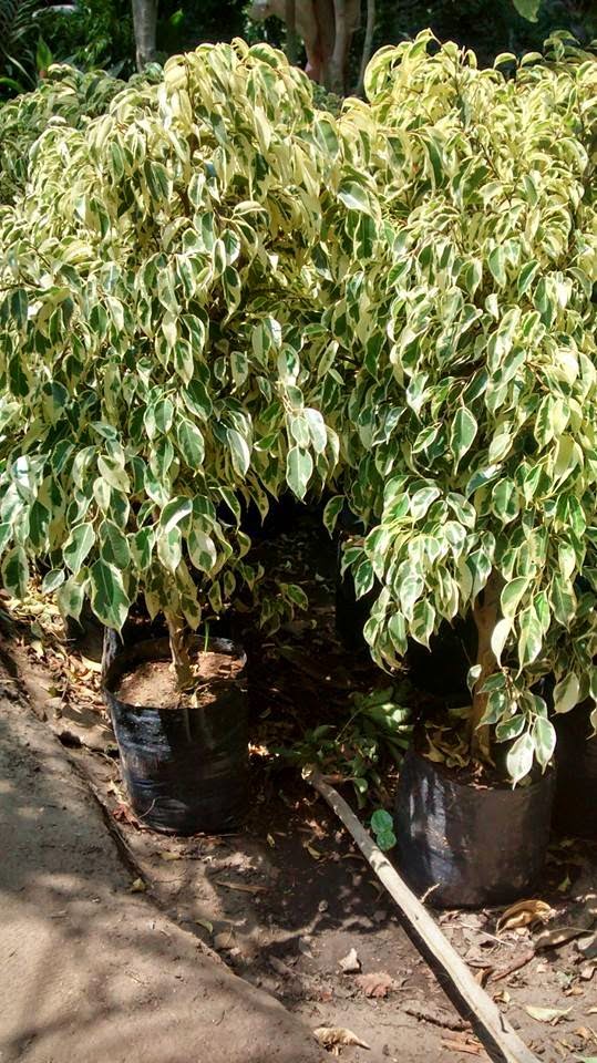 Venta de plantas en Lima Perú