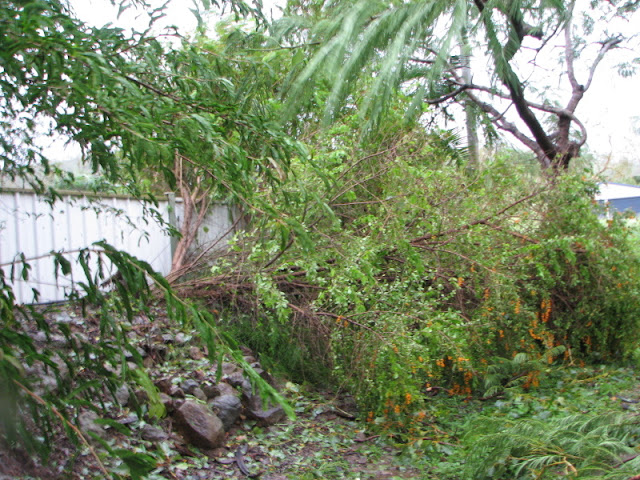 My Dry Tropics Garden: Autopsy Of A Cyclone Ravaged Garden ... My ...
