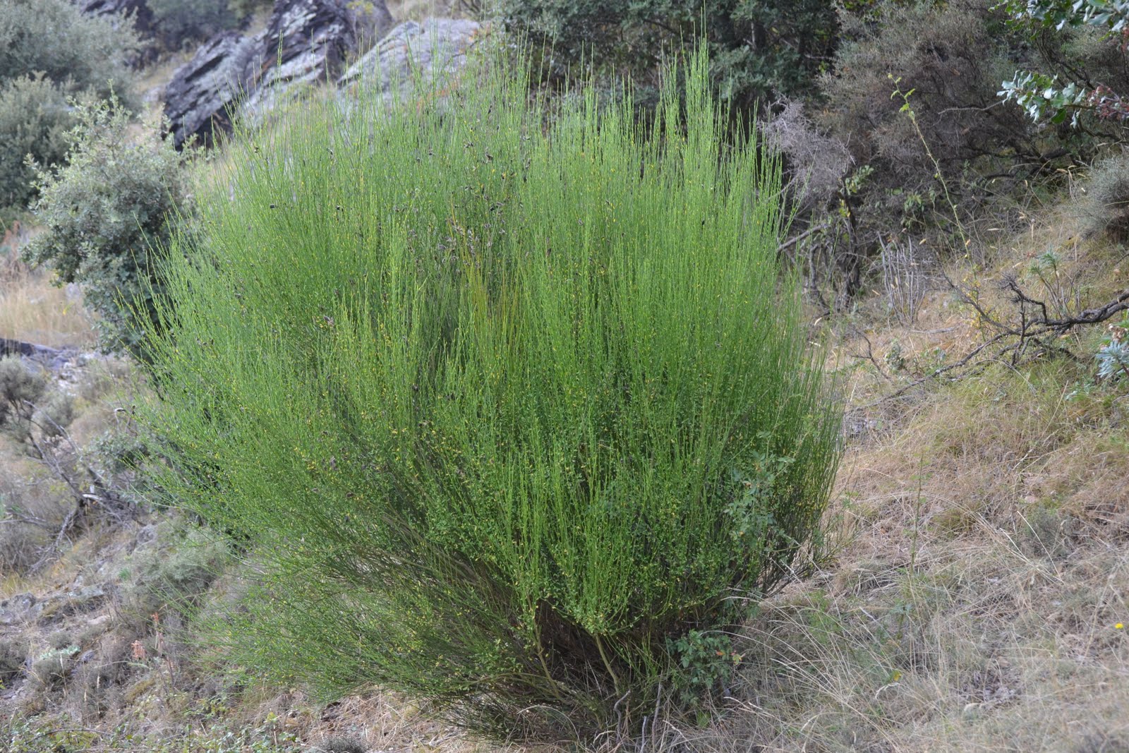 EN EL MONCAYO: Retama Negra (Cytisus scoparius)