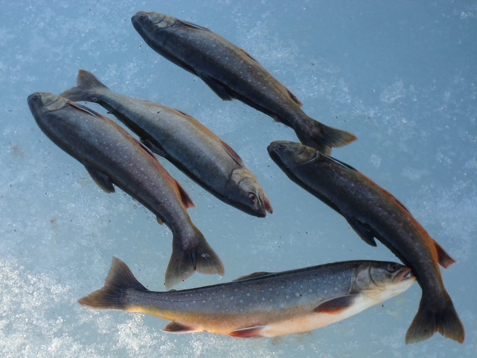 Koko Kesä Kalassa: Kilosta ahventa, hirveitä haukia ja toistakilosta ...