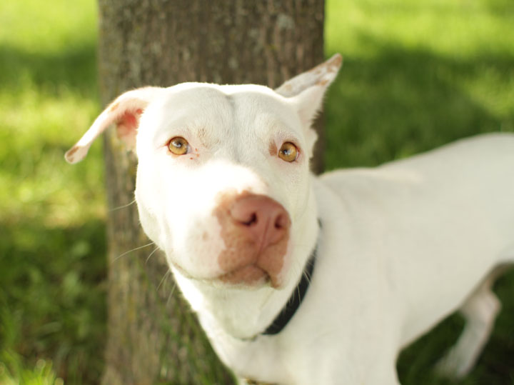 Rosebud - Pit Bull Labrador Retriever mix