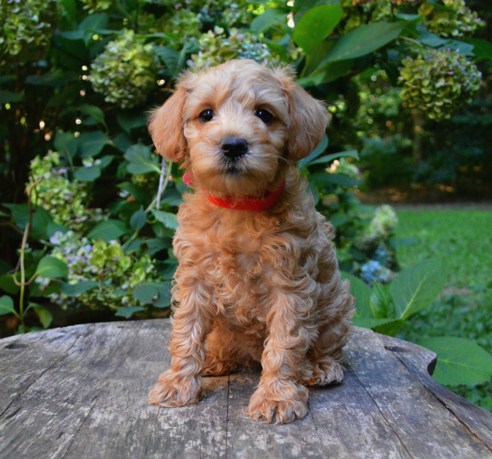 Growing Puppies - Virginia Schnoodle Breeder --Hypoallergenic Dogs ...