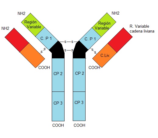 Resumen de Inmunología: Estructura básica de los anticuerpos