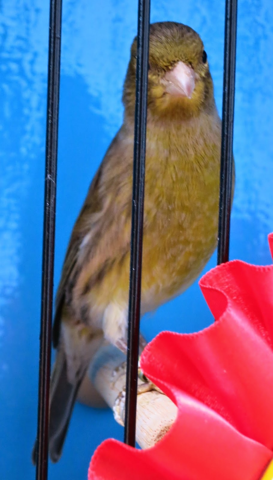 Canary Tales: Swords - Falling In Love With The Irish Fancy