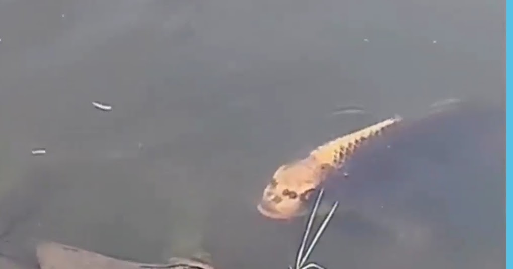 Passaporte para o Sobrenatural : Peixe com rosto humano encontrado em lago