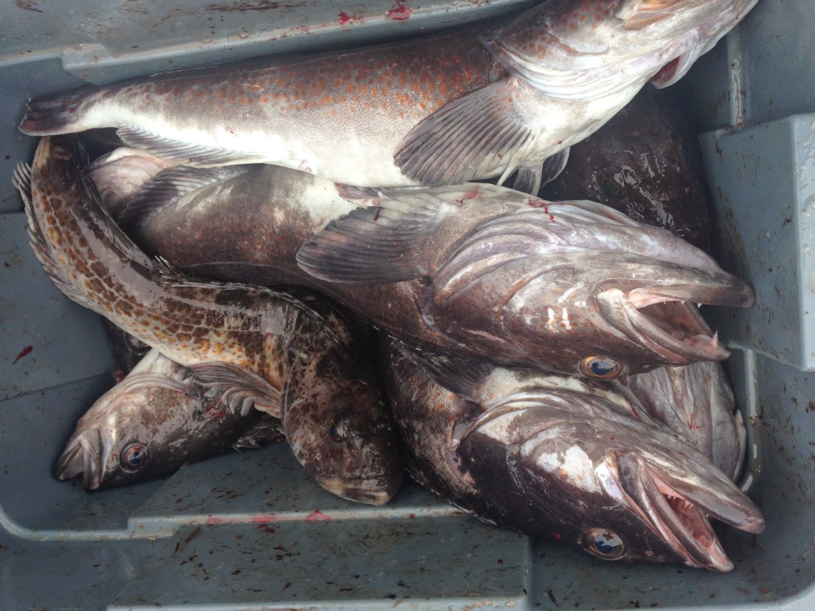 Brookings, Oregon, Fishing Charters: Limits of lingcod, rockfish out of ...