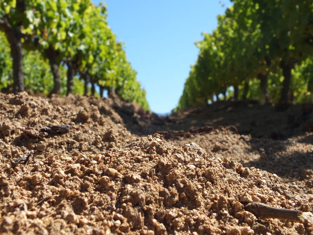 Stabilire il legame suolo/vino attraverso analisi chimiche | CNR Expo Lab