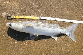 Peces de España: mayo 2012