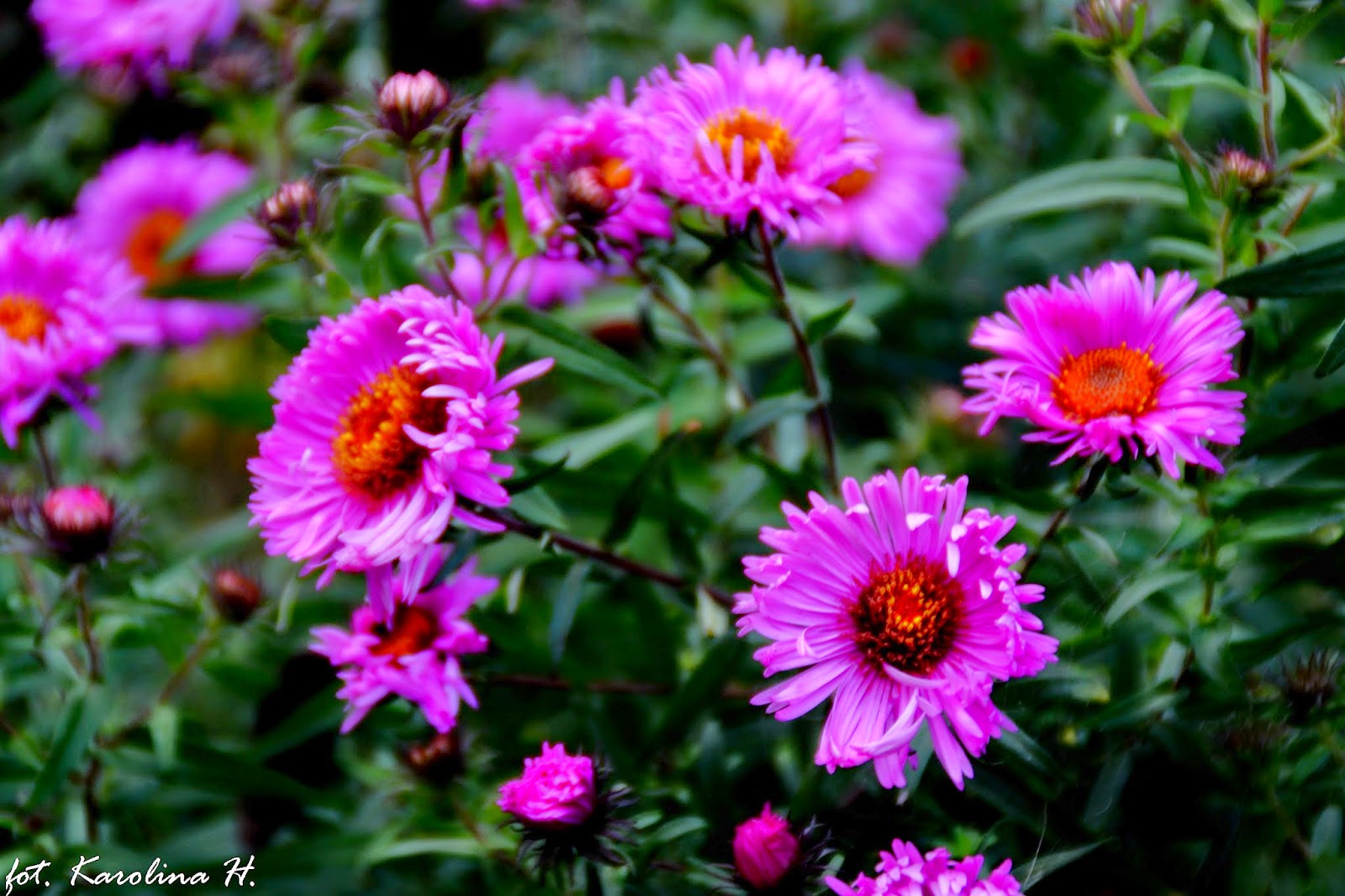 perfect garden.: 15. Jesienne kwiaty - Astry.