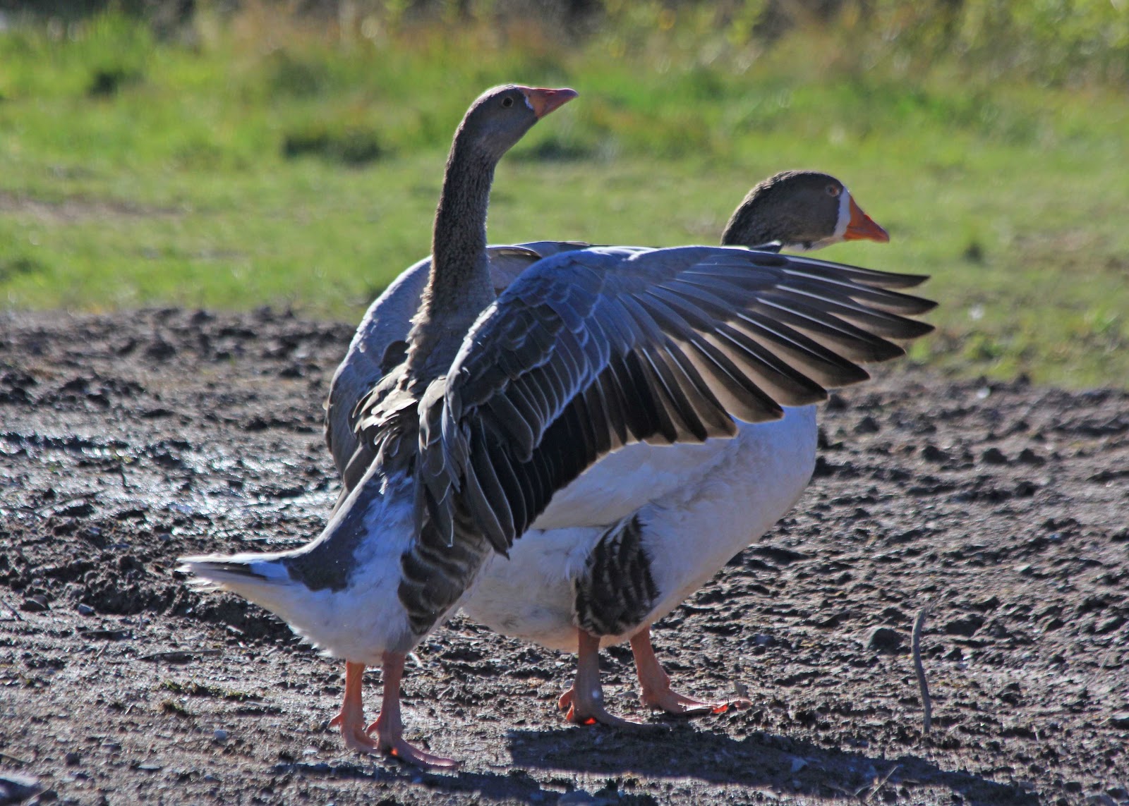 Birding with Lisa de Leon: Surprising Appearance of Domestic Geese