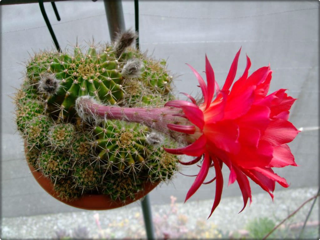 Echinopsis mamillosa var kermesina