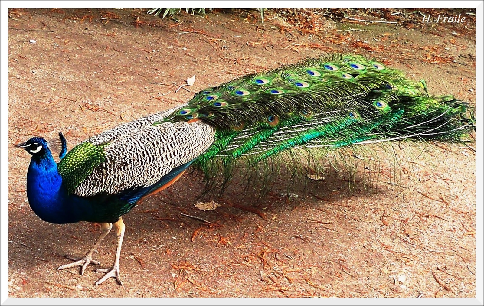 H. Fraile: Pavo real