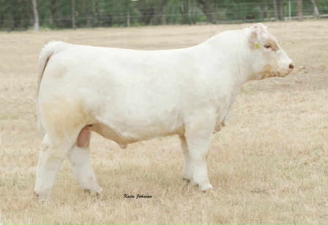 Lautner Farms: Monopoly x HooDoo 6020 Embryos - Spring Thaw Online ...