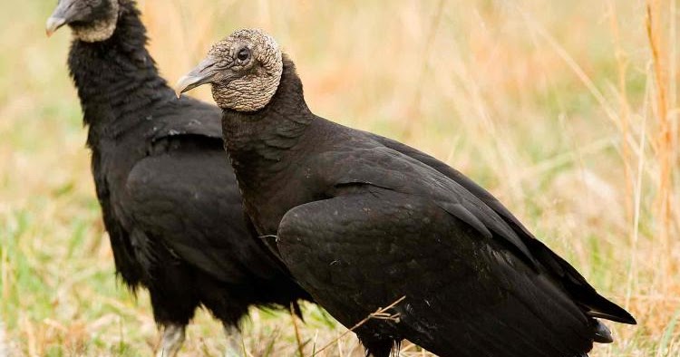 KXMX - Local News: Apply Now for Cattle Depredation Permits