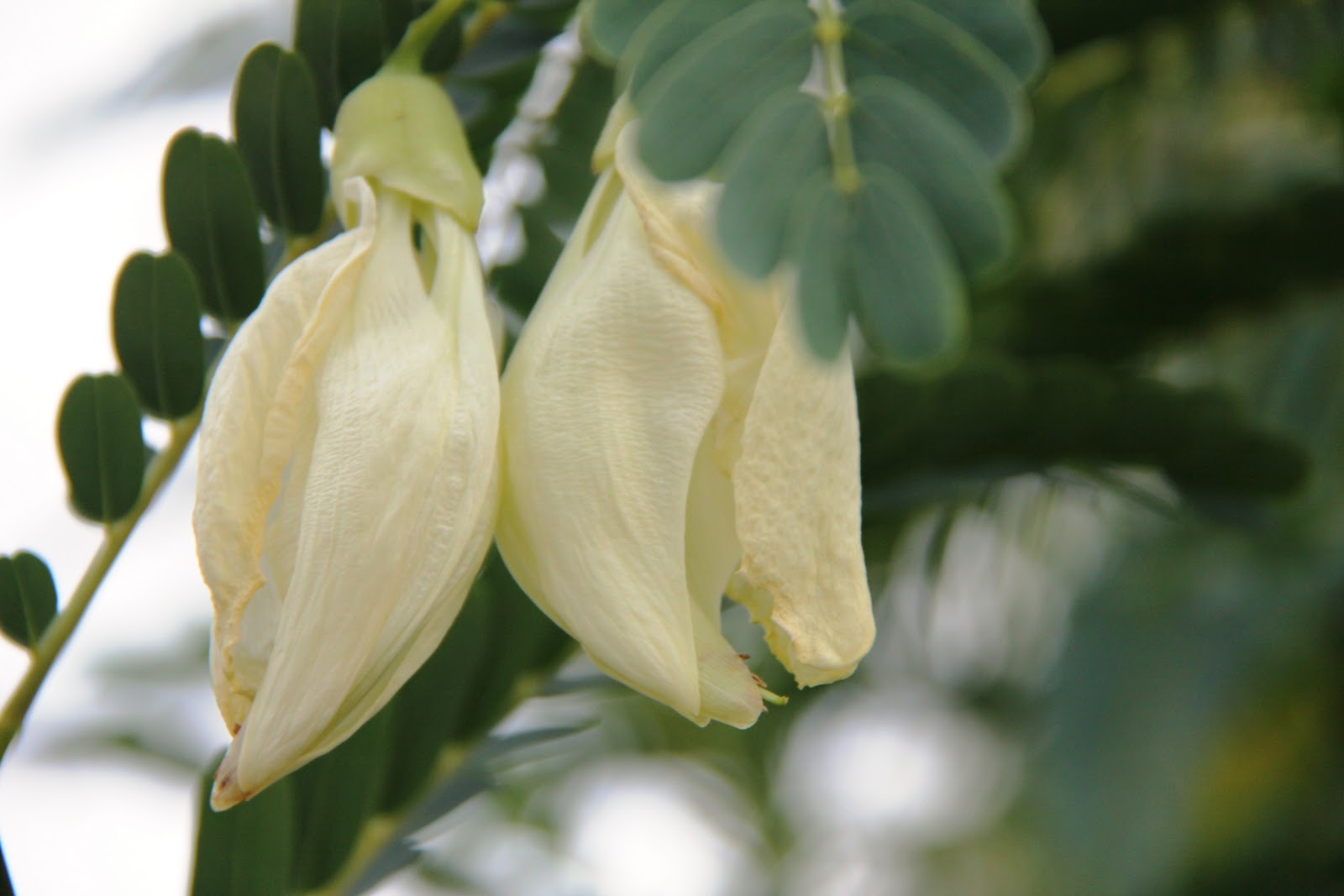 Dari Lensa Kelabu: BUNGA GETI