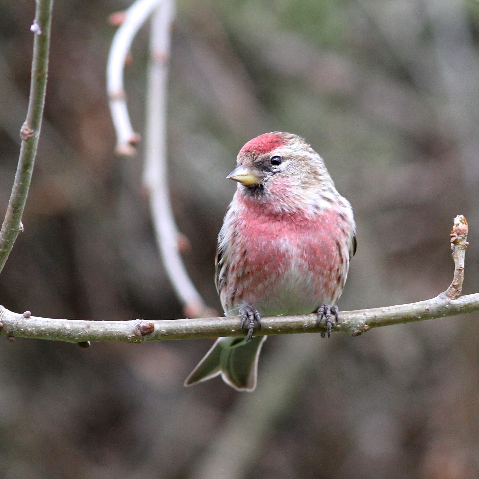 TrogTrogBlog: Bird of the week - Lesser redpoll