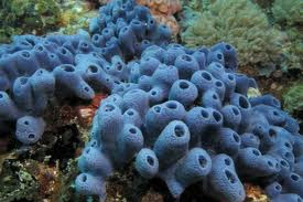 Los bichos de Bitxito: El procesamiento del alimento (I): introducción ...