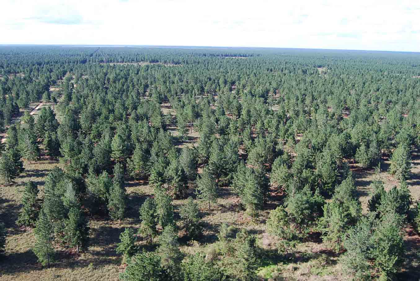 El bosque artificial más grande del mundo...¡A salvarlo!