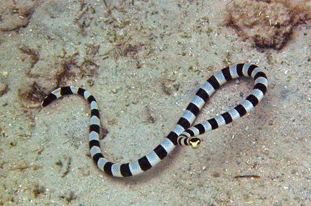 5 Hewan Air Berbahaya Di Dunia ~ Fakta Unik