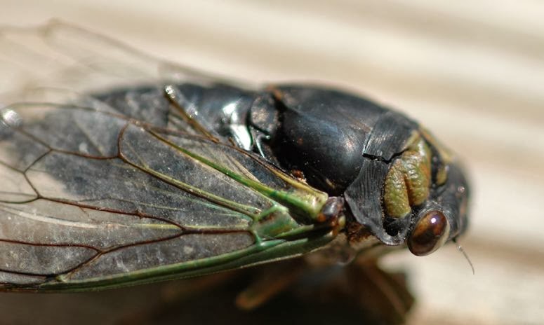 Field Biology in Southeastern Ohio: Homoptera Insects