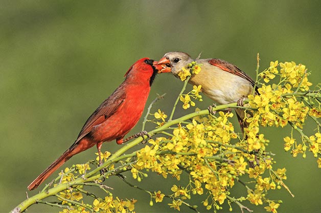 Nadie Nace Sabiendo: La primavera y su efecto en los animales. El cortejo.