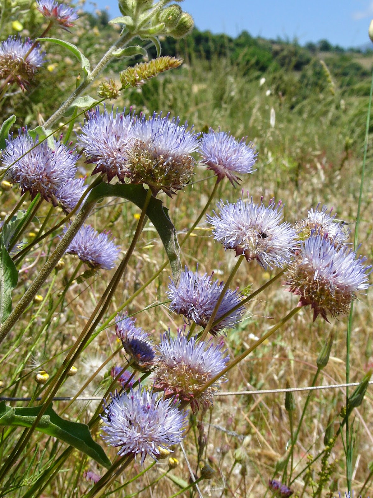Jasione montana | Wild flowers of Europe by Anita Beijer