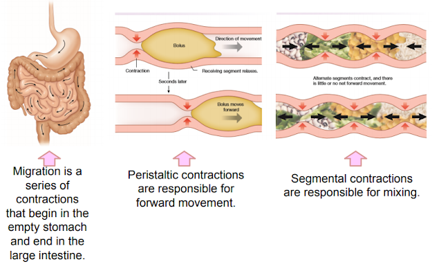THE SMALL INTESTINE