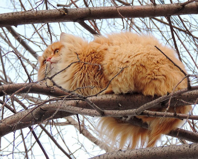 热头条: Koshlandia - a huge family of Siberian cats, living in Barnaul