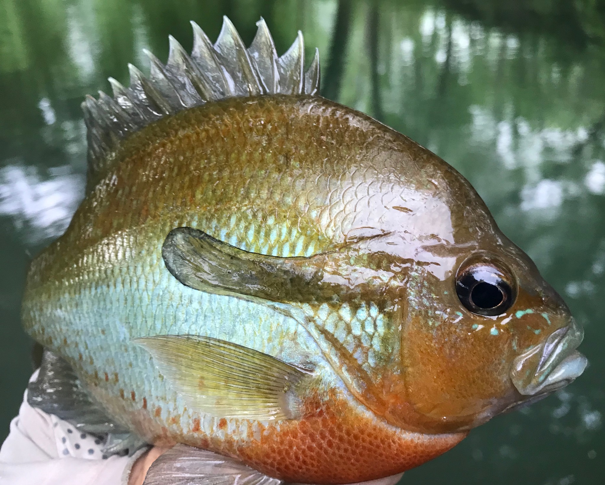 Redbreast Sunfish
