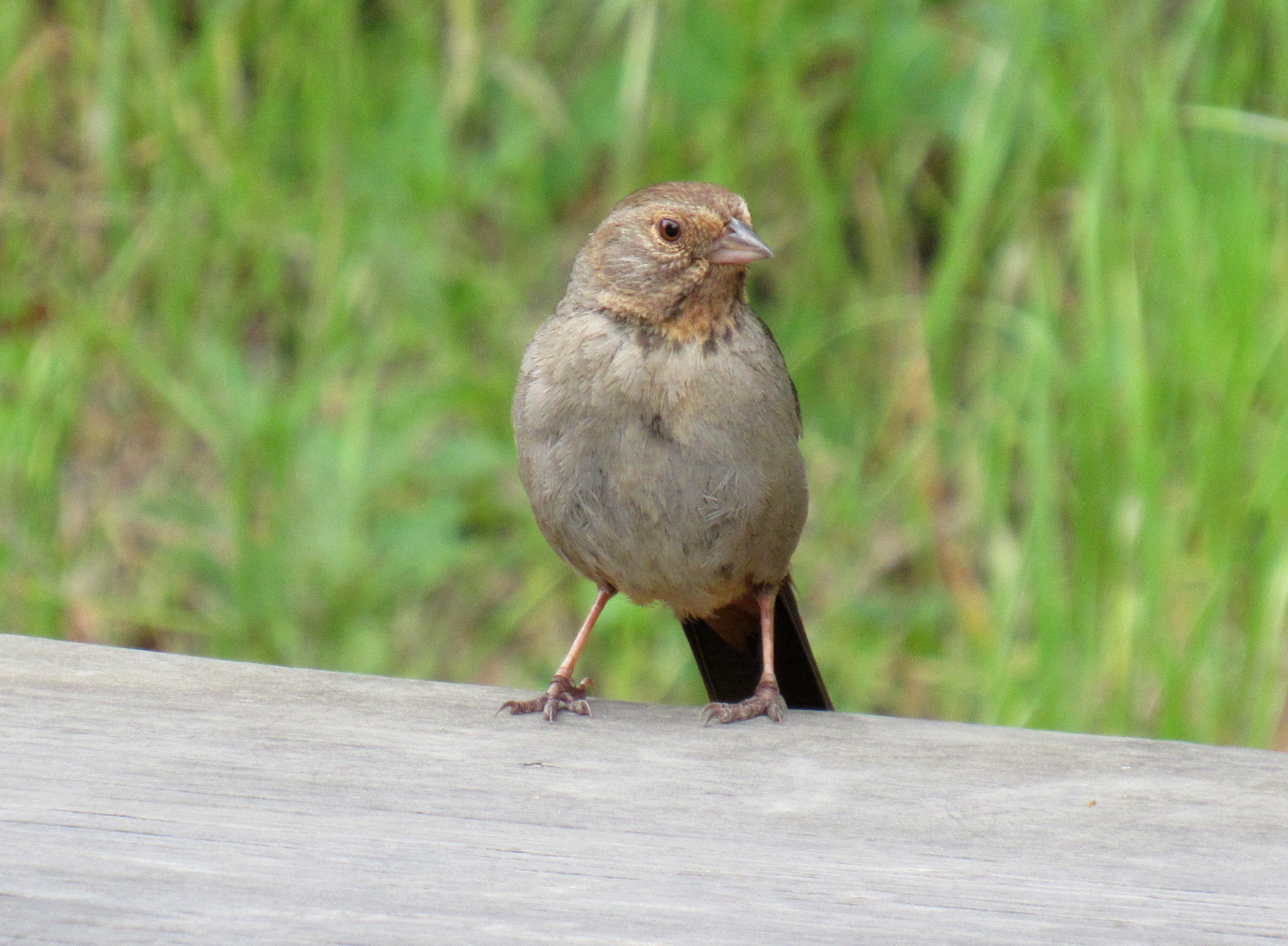 Birds of Pinnacles National Park