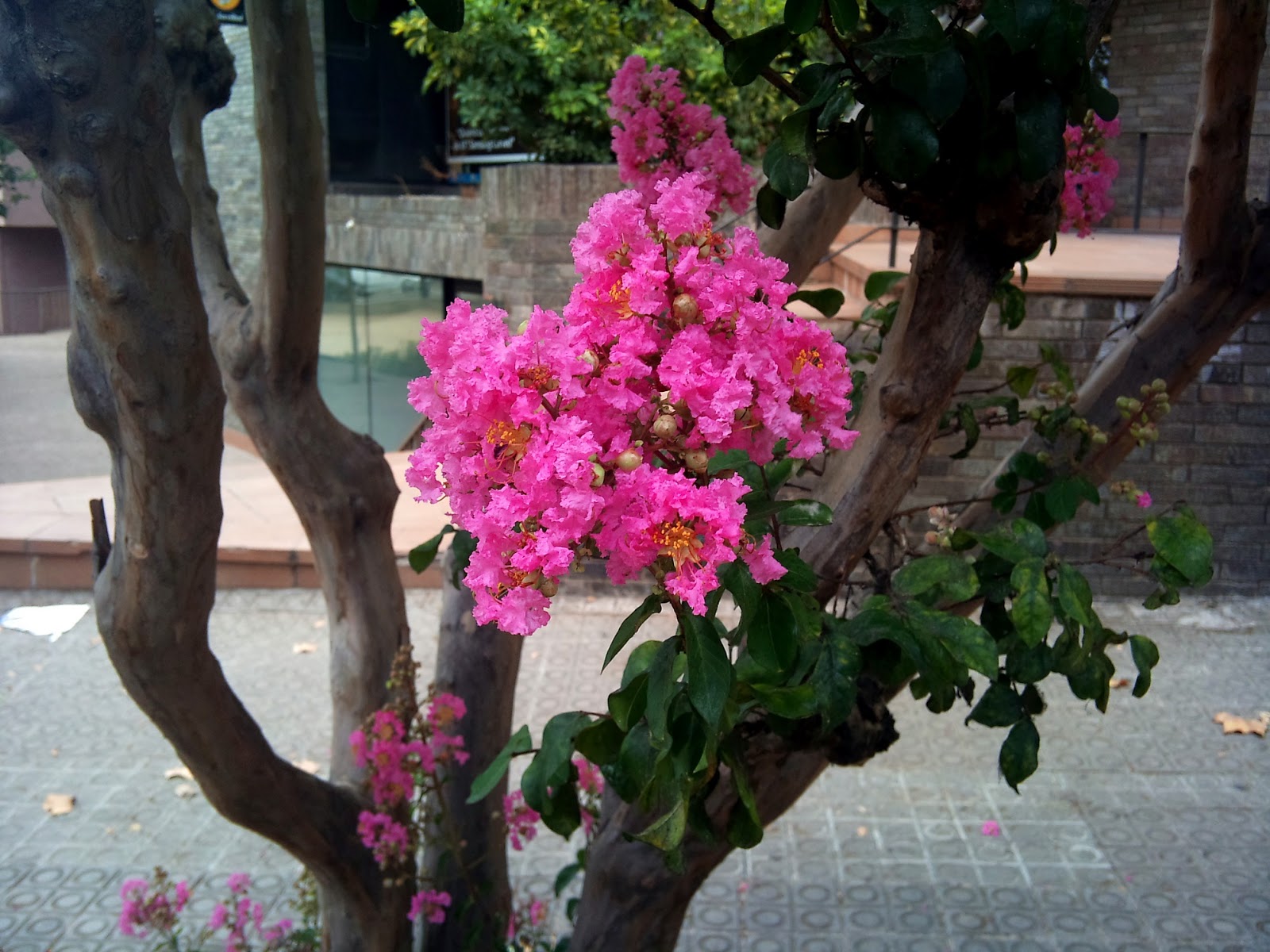 Árboles con alma: Arbol de Júpiter. (Lagerstroemia índica)