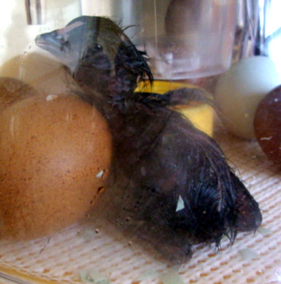 Let's Hatch Chicks! A Day-by-Day Egg Hatching Tutorial - Fresh Eggs ...