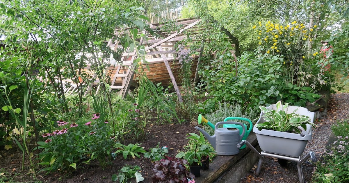 Värjärin pata: Marjapensaat väistyivät Aumapenkistä