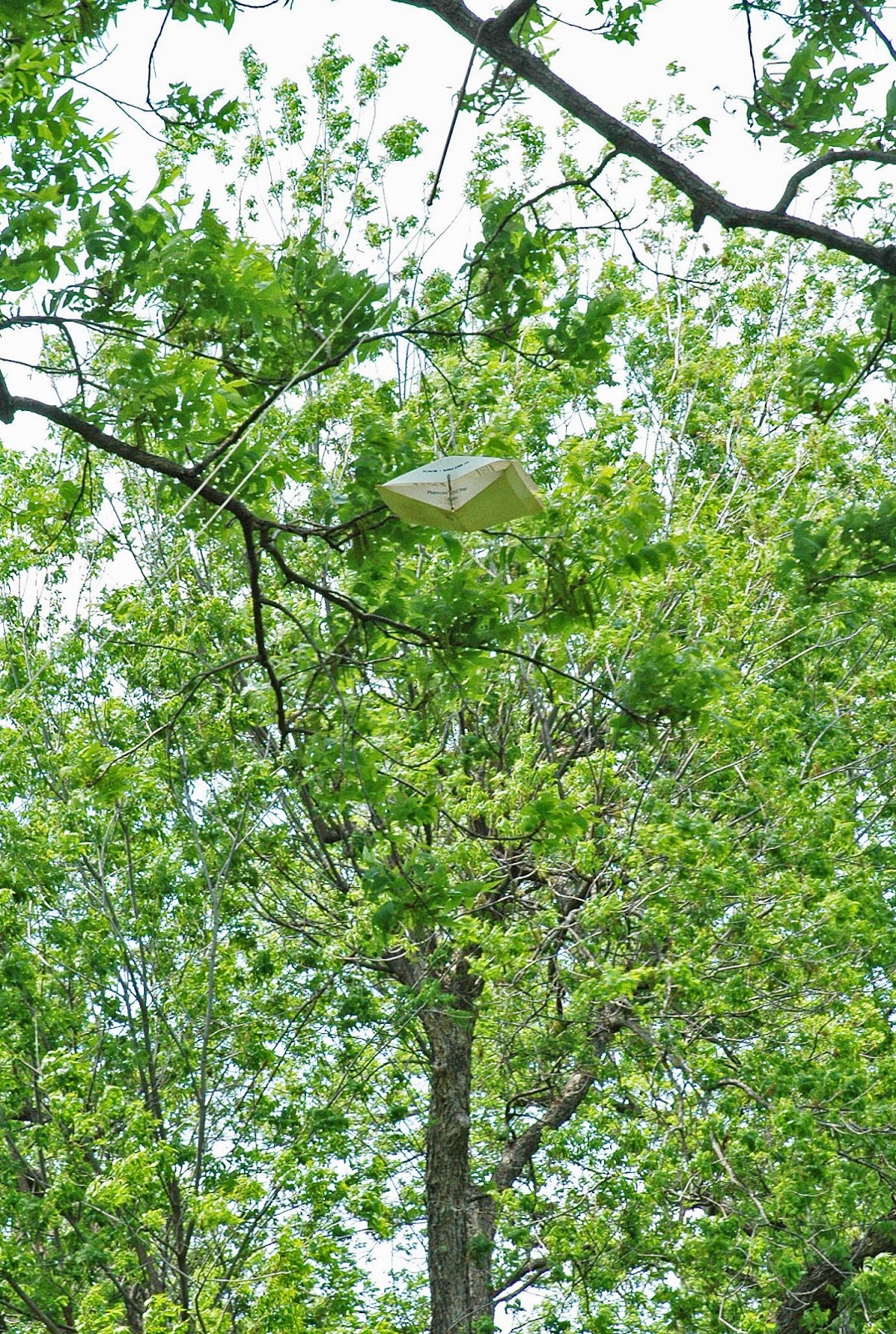 Pecan Tree Life Cycle