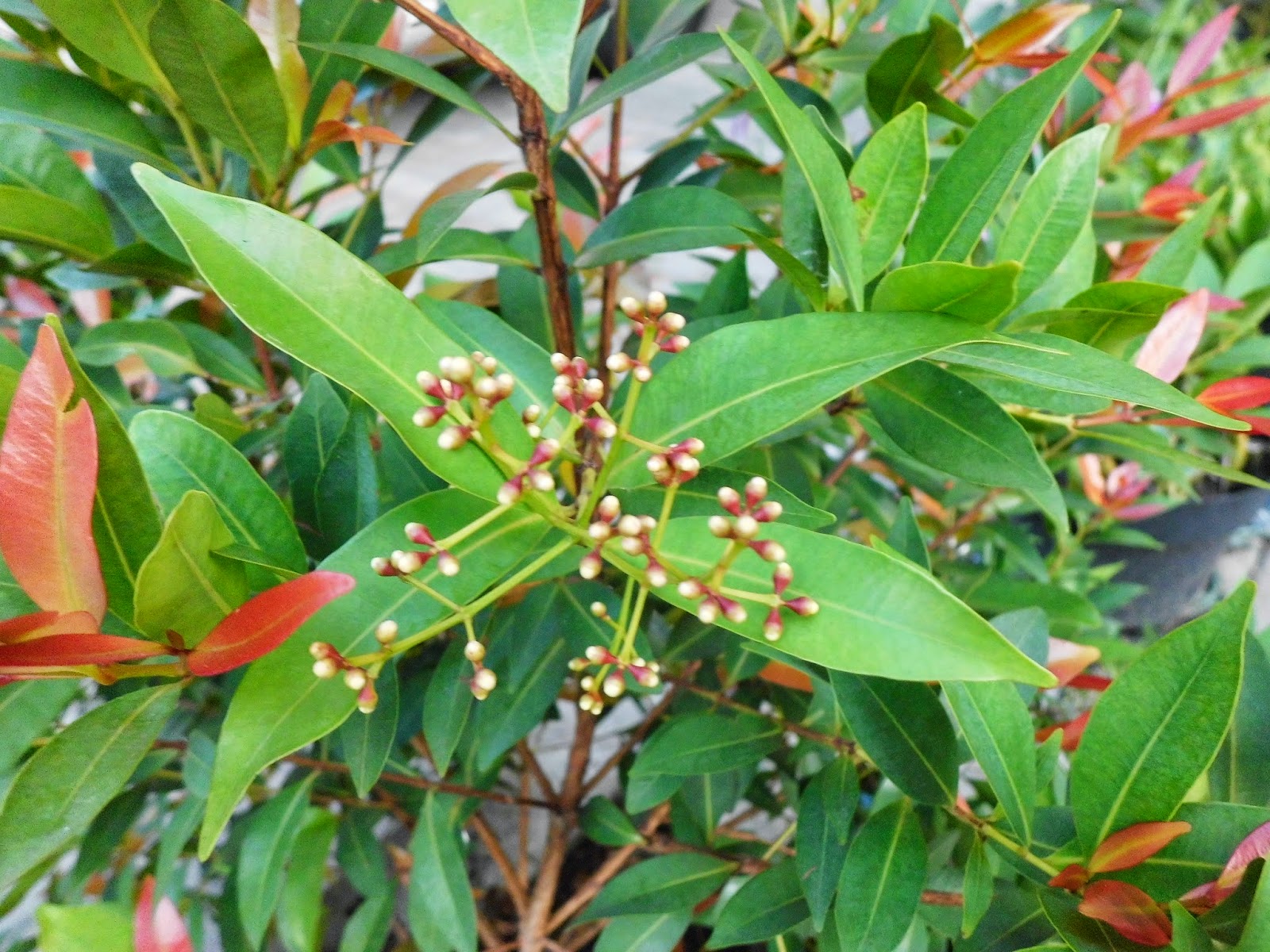 Pucuk Merah Tree With Flower