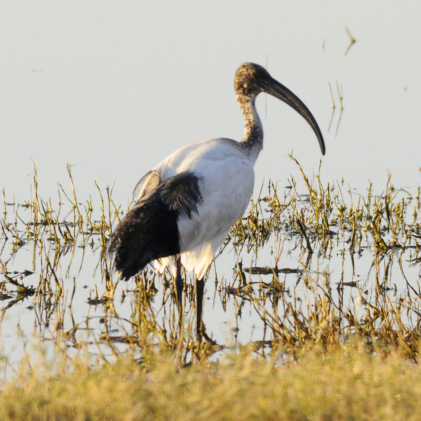 The Nature of Framingham: The Sacred Ibis in Africa