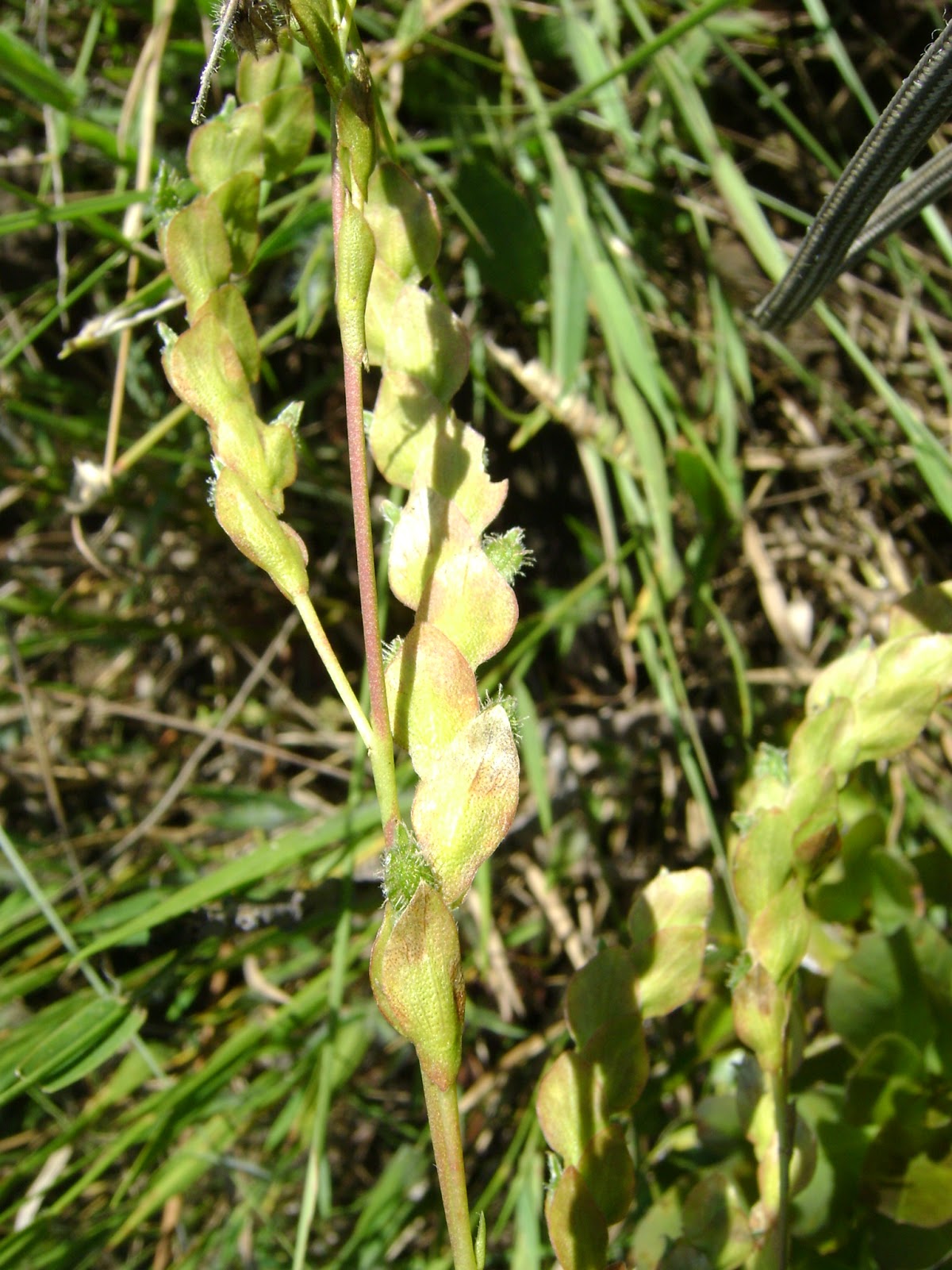 Fabaceae - Leguminosae no Brasil: Fabaceae - Zornia virgata Moric.