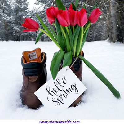 150+ [Top Class] Spring Status, Captions & Quotes For A Spring Lover ...