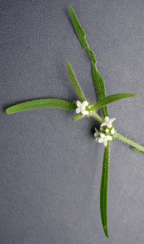PLANT FAMILIES OF PUERTO RICO AND FLORIDA PAPO VIVES: RUBIACEAE II ...
