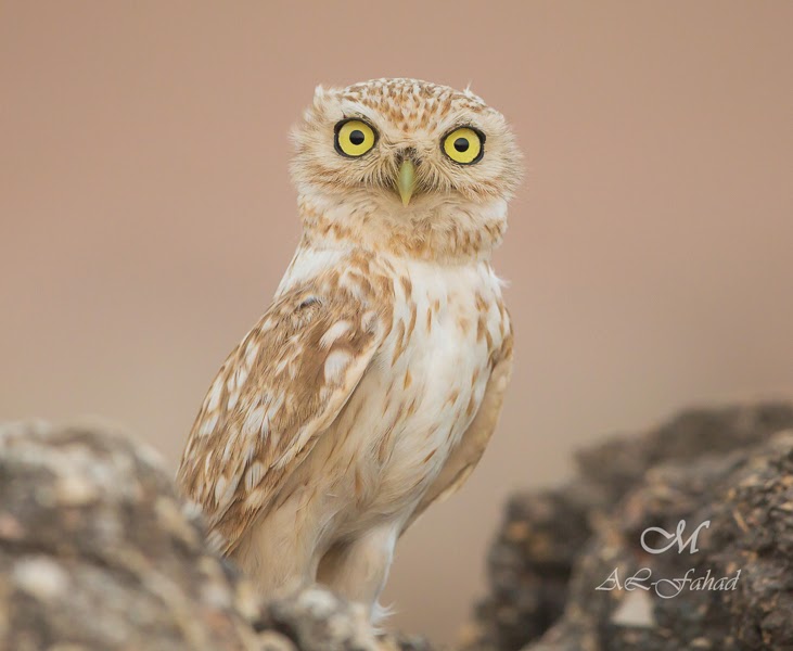 Birds of Saudi Arabia: Lilith Owlet near Zulfi – Bird records by Mansur ...