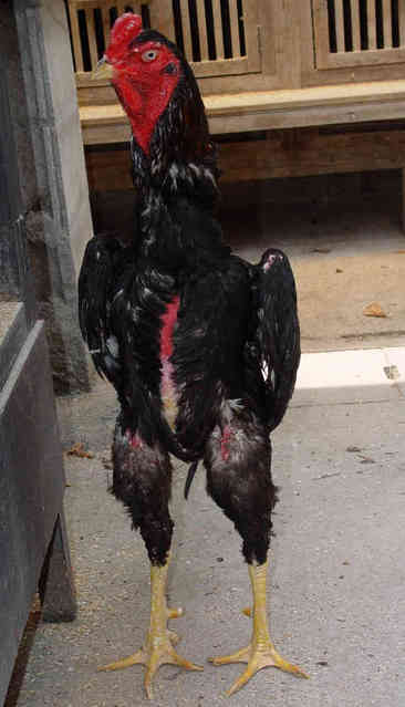 KING GHAZI: Indian Asil