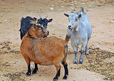 Capre pitic de vanzare