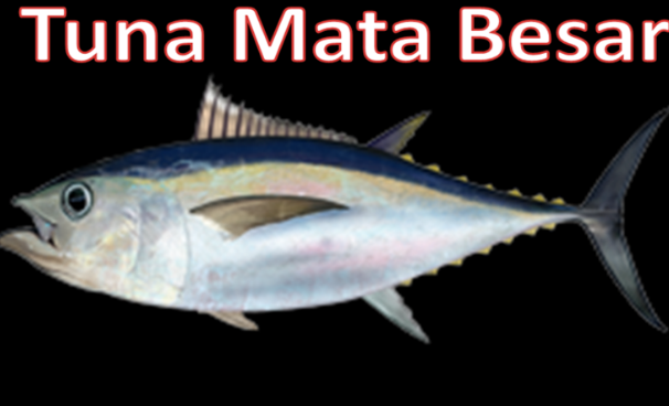 Ikan Tuna Mata Besar Big Eye